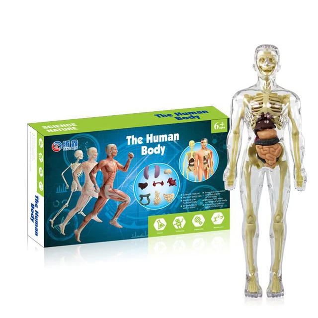 HUMAN TRIPOD SKELETON Model Anatomy Torso Anatomy Model Teaching Model ...