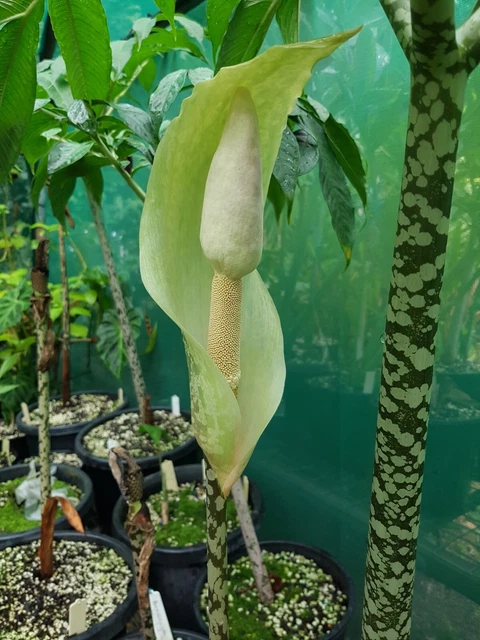 AMORPHOPHALLUS AMYGDALOIDES. VOODOO Lily. 8cm tuber. Flowering size ...