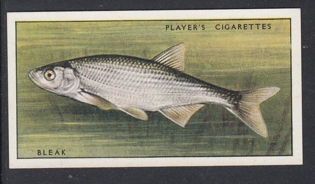 1934 JOHN PLAYER Freshwater Fish White Back Bleak #3 £3.00 - PicClick UK