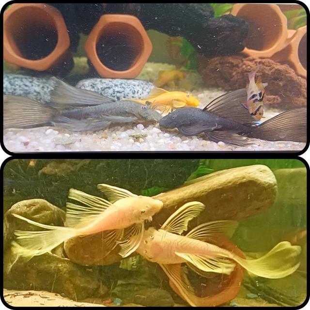 GREEN DRAGON LONG Fin Bristlenose Pleco x5 Tap water Used Fish Breeding ...