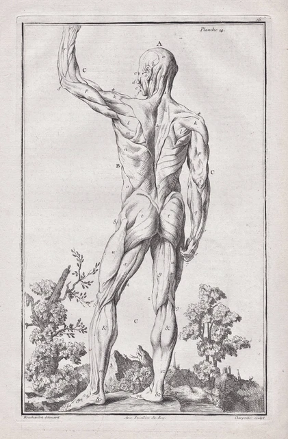 ANATOMIE HOMME MUSCLES Ecorche Muscles Médecine Back Vue Gravure sur ...