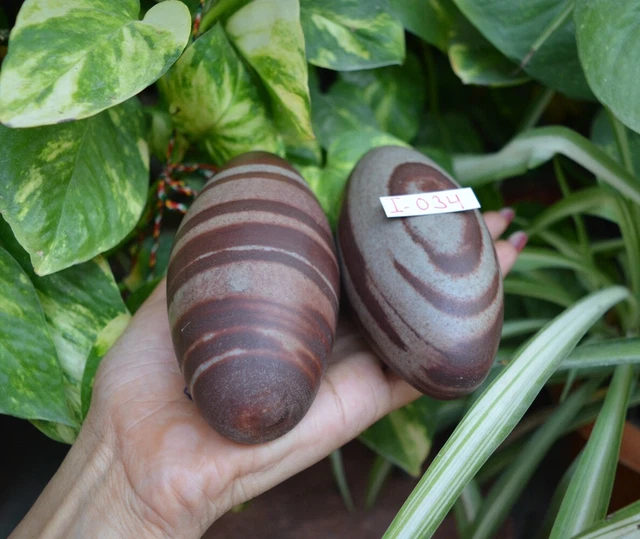 4 & SHIVA Lingam Pierre Narmada Rivière Inde Pure Séduisante Rare ...