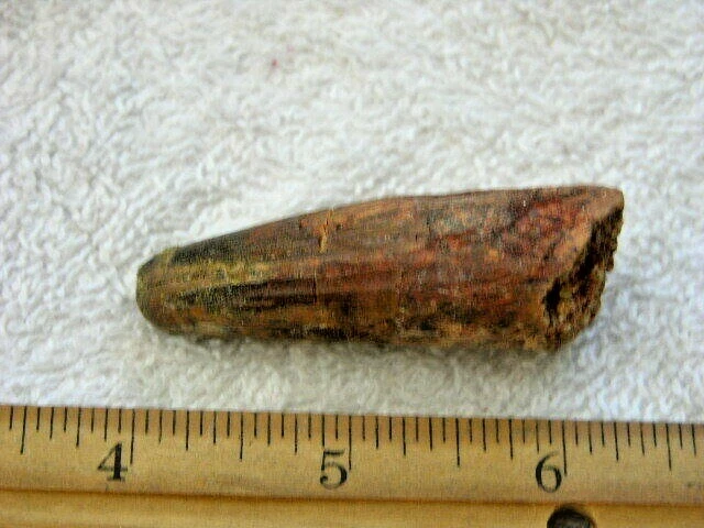 DINOSAUR FOSSIL TOOTH Spinosaurus Cretaceous Era bigger 2 inch long ...