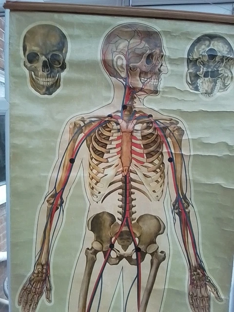 VINTAGE HUMAN ANATOMY Body Wall Chart. Anatomical Man Poster. J Teck £ ...