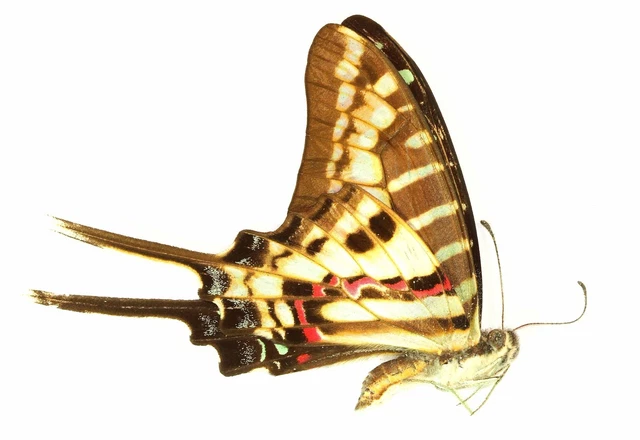 LEPIDOPTERA, PAPILIONIDAE, GRAPHIUM POLICENES from CAMEROON £3.54 ...