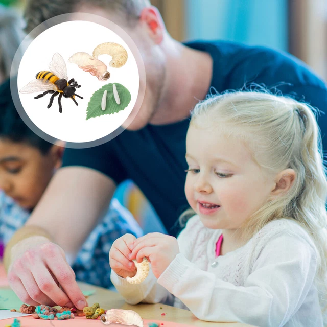 Life Cycle Bee Small World Evolution Model Cognitive Of Woman £779