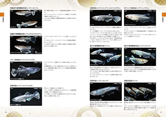 100 YEARS OF Medaka varieties Medaka Collection 2023 Book Japanese Rice ...