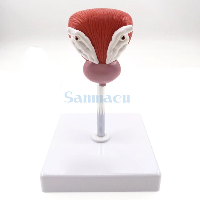 ANATOMICAL HUMAN URINARY Bladder Prostate Model Medical Urology Anatomy ...
