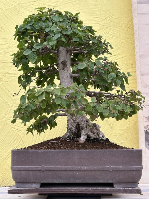 JOE BONSAÏ RARITÉ Carpinus Coreana Coréen Charme Commun Tokoname ...