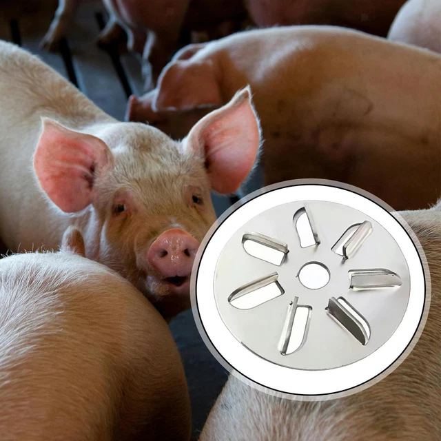PIGS HAIR SCRAPER Pigs Hair Removal Tool for Slaughter Factory Sheep ...