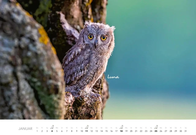 EULEN KALENDER 2026 | J. -L. Klein (u. a.) | Deutsch | Kalender | 14 S ...