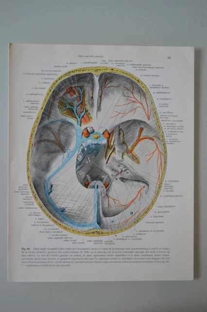 PLANCHE D'ANATOMIE HUMAINE SYSTEME NERVEUX CERVEAU ATLAS Dr SOBOTTA ...