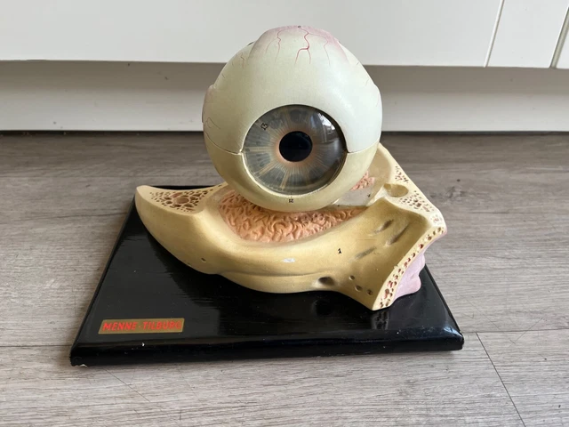 ANATOMICAL MODEL ANATOMY medical Eye Organ Detachable Human antique ...