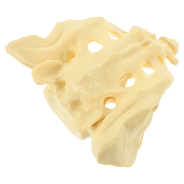 NETTER ATLAS OF Human Anatomy Model Healthy Sacrum Practice Medical ...