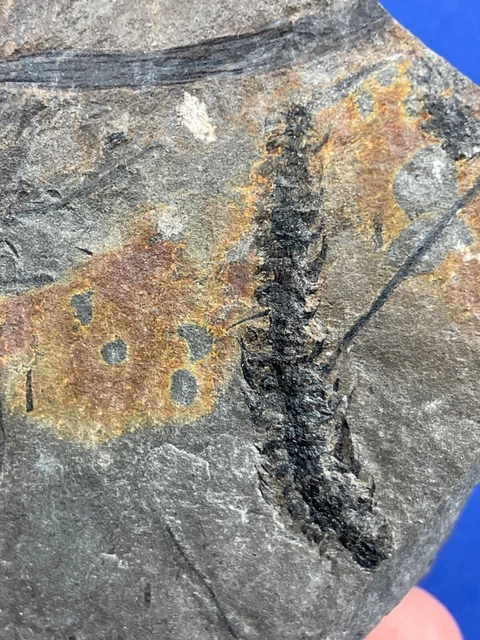 CARBONIFEROUS CONE FOSSIL, Fossilien, Karbon, plant Germany Calamites ...