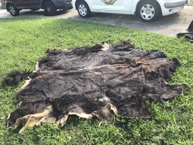 VINTAGE MID 1900’S Rare Giant Drakensberger African Bull Fur Hide Pelt ...