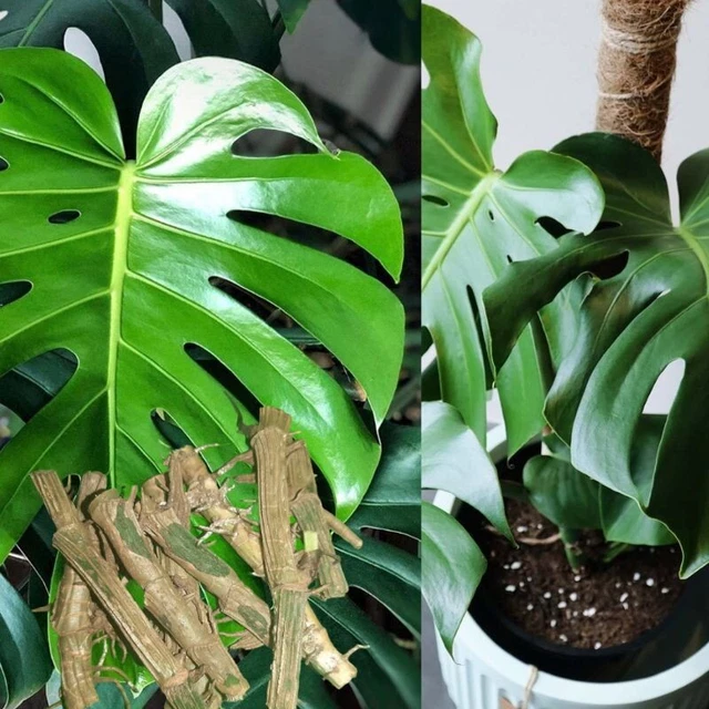 Monstera Deliciosa Swiss Cheese Plant Seeds
