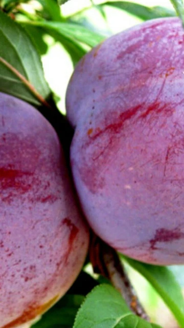 PIANTA DA FRUTTO SUSINO OZARK PREMIER IN VASO ANNI DUE ( foto reale ...