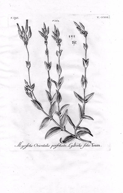 DILLENIUS - INCISIONE su rame originale del 1732, Myosotis Orientalis ...