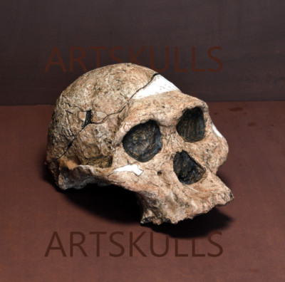 AUSTRALOPITHECUS AFRICANUS. &MRS. Ples" Skull Replica £182.00 - PicClick UK