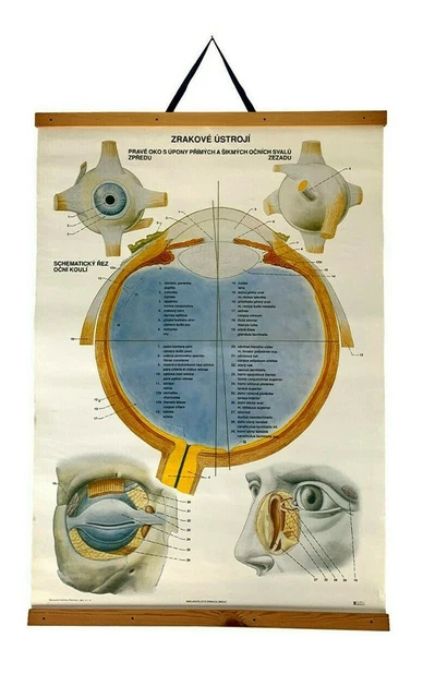 ORIGINAL VINTAGE EYE Anatomy Pull Down Chart, Eyeball Chart, Human Body ...
