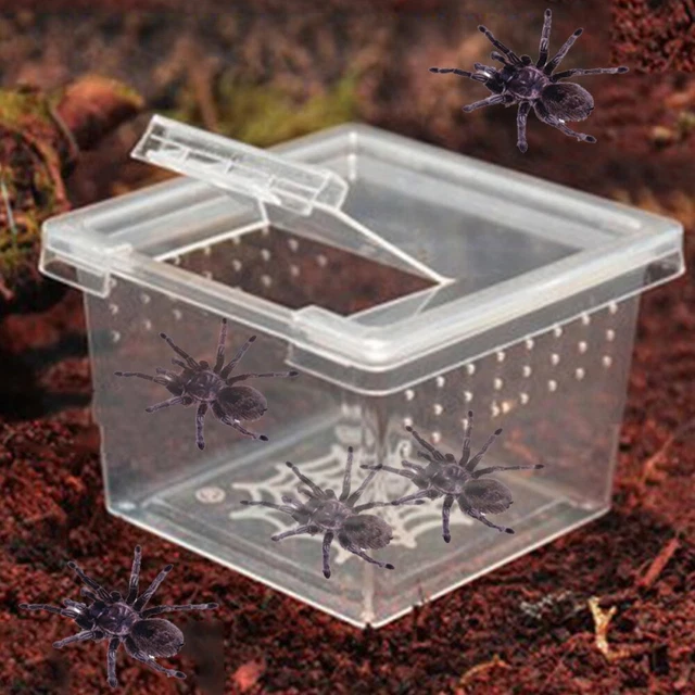 ACCESSORIES INSECT FEEDING Box Hatching Tank Lizard Living Box Reptile ...