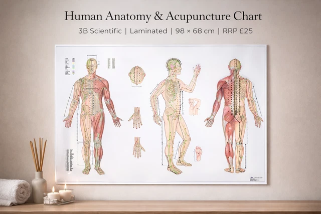HUMAN ANATOMY BODY Acupuncture Chart 3B Scientific 98 x 68 cm Laminated ...