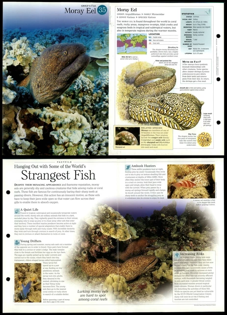 MORAY EEL #35 Fish - Discovering Wildlife Fact File Fold-Out Card $2.50 ...