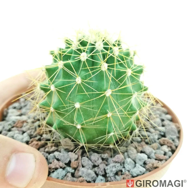 FEROCACTUS REPPENHAGENII POTØ10 cm - cactus et plantes succulentes ...