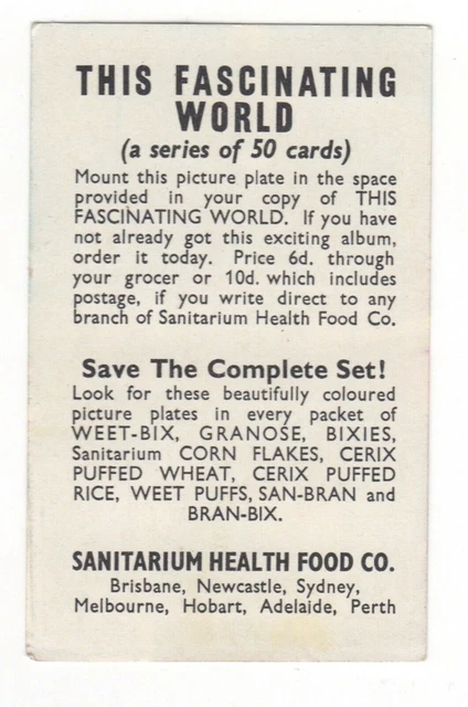 WEET-BIX AUSTRALIA CARD, 1957. #12 Giant Cypress trees $4.99 - PicClick AU