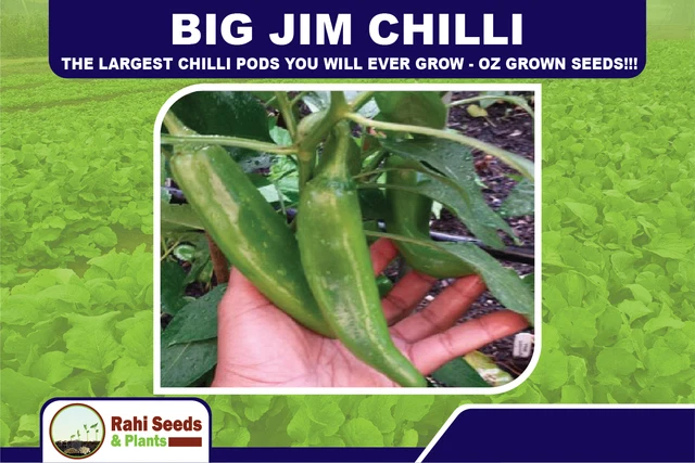BIG JIM CHILLI - The Largest Chilli Pods You will Ever Grow - OZ Grown ...