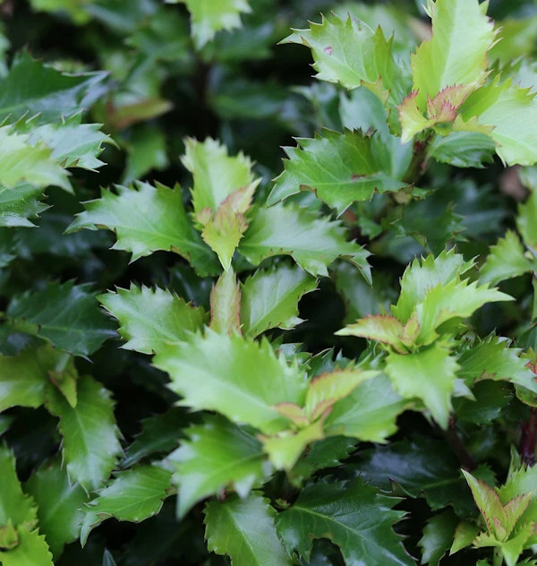 HOCHSTAMM STECHPALME ILEX Little Rascal 60-80cm - Ilex meserveae EUR 62 ...