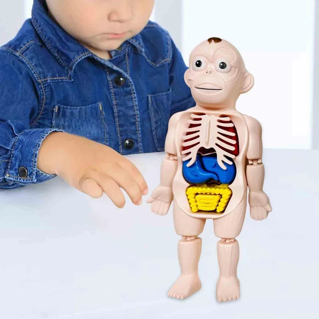 HUMAN BODY PUZZLE for Kids Teaching Model Body Parts for £6.46 ...