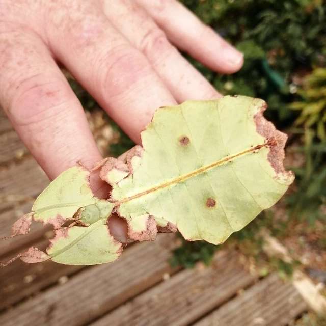 GIANT LEAF INSECT (Phyllium giganteum) - Ova (Eggs) x 10 £6.00 ...