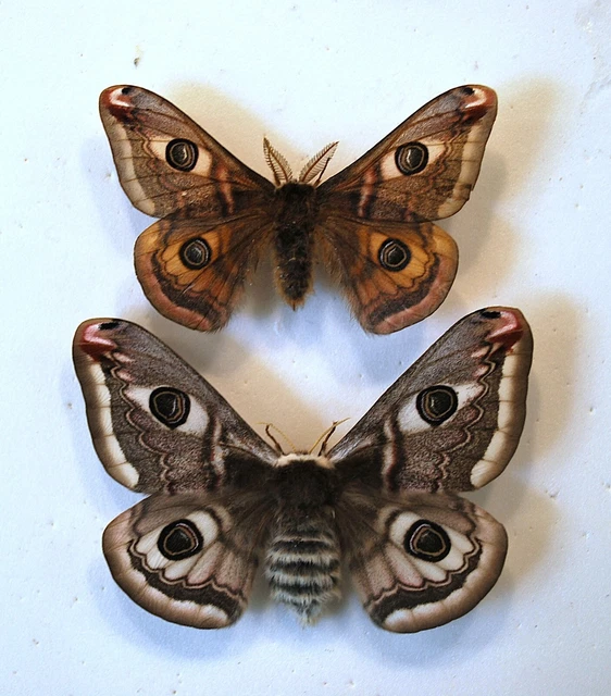 UK EMPEROR MOTH pair /Lepidoptera/ Insects/ Taxidermy £6.44 - PicClick UK