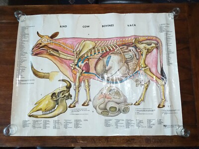 VINTAGE COW BOVINE Anatomy Lab Chart Zoology Farm Cattle Veterinary ...
