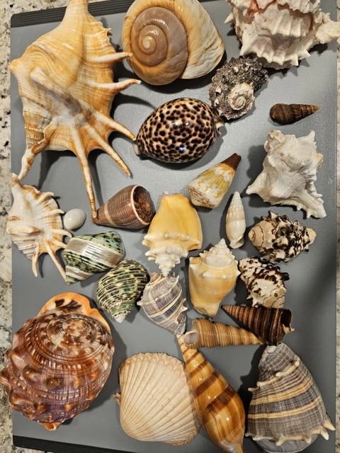 COLLECTION OF SEA Shells Various Types and Sizes Lot Bundle Big Small ...