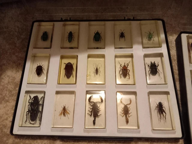 NATIONAL GEOGRAPHIC REAL Life Bugs And Insects in Resin Collection 64 ...