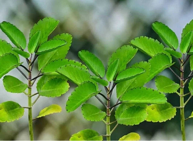 30 PCS KALANCHOE Pinnata Miracle Leaf Bryophyllum Pinnatum Feuilles ...