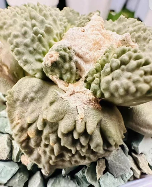SALE RARE SUCCULENT Live Ariocarpus Fis Hybird 'Godzilla' WYSIWYG Self ...
