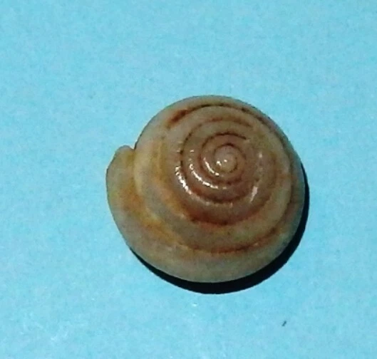 SAGDA JAYANA - SAGDIDAE - Jamaican Land Snail Shell - 14.4mm F++ #2314 ...