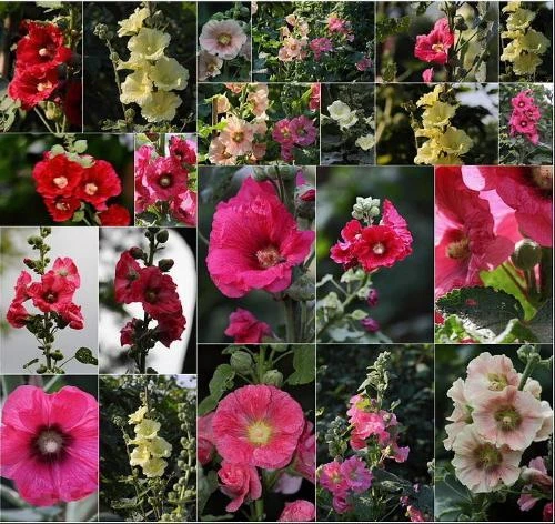100 SAMEN - Stockrose Alcea rosea - winterharte Staude - Mix Mischung ...