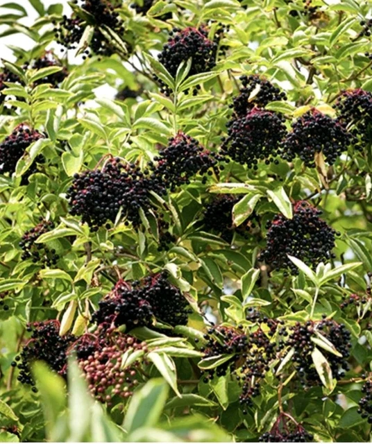 WILD ELDER - [SAMBUCUS NIGRA] - ELDERBERRY - ELDERFLOWER. 13cm Pot ...