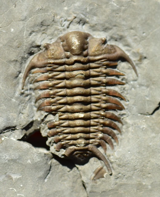 ULTRA COLORFUL CERAURUS Trilobite Fossil, Upper Ordovician of Quebec ...