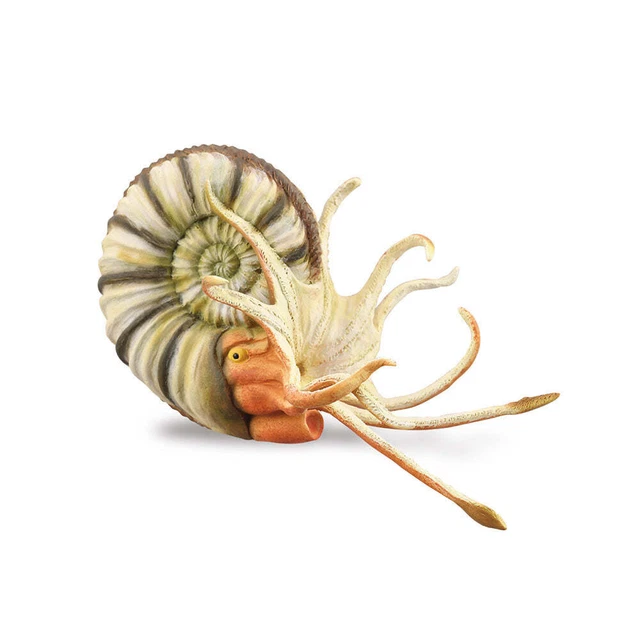COLLECTA REALISTIC ANIMAL Replica Pleuroceras Ammonite Figure Extra ...