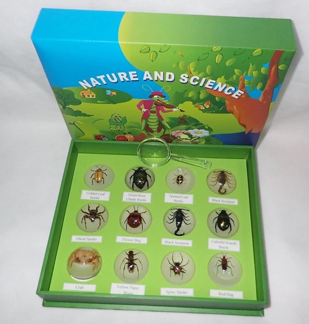 12 DOME MAGNET Insect Collection Set Round 38 mm Glow Education ...