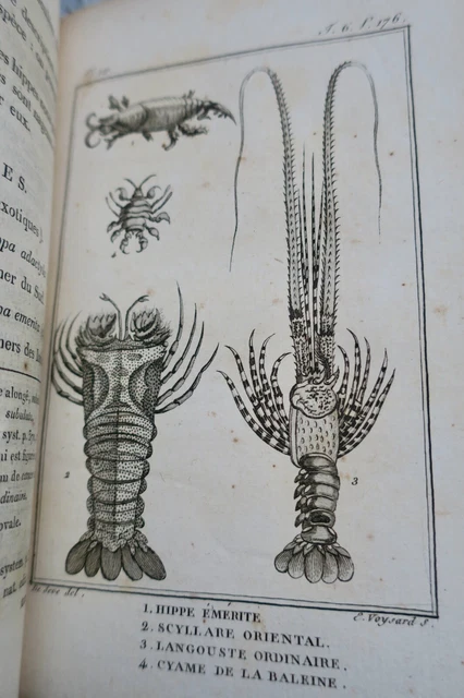 CRUSTACÉS HISTOIRE NATURELLE.. des Crustacés et des insectes 1802 EUR 1 ...
