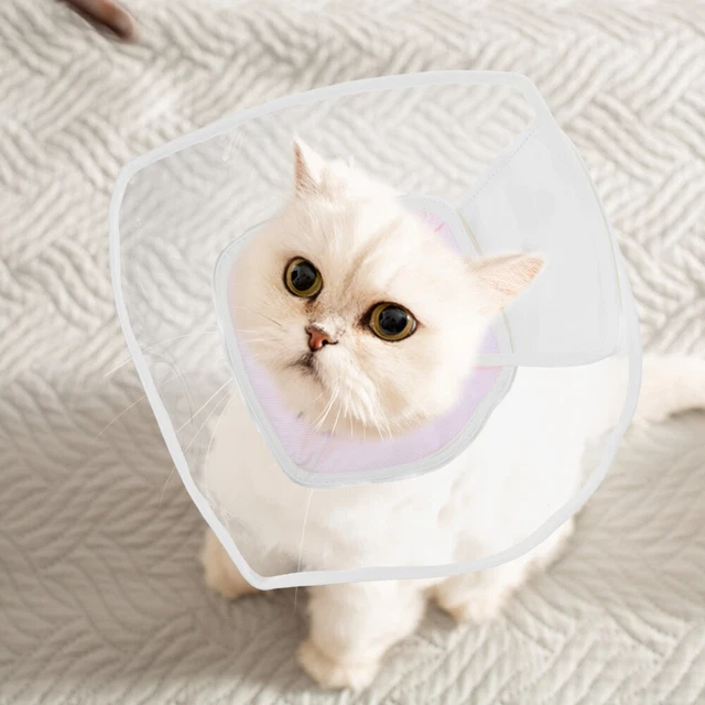 2 PACK COLLIER Conique Composé Cône De Récupération Chat Élisabéthain ...