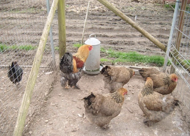 6 GOLD PARTRIDGE Brahma Lf Hatching Eggs Incubation £12.50 - PicClick UK