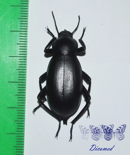 COLEOPTERA TENEBRIONIDAE BLAPS gigas Female high quality +3cm Spain ...